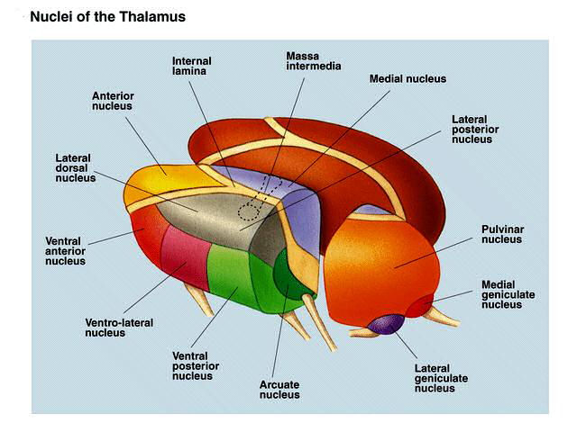 Thalamus Diagram